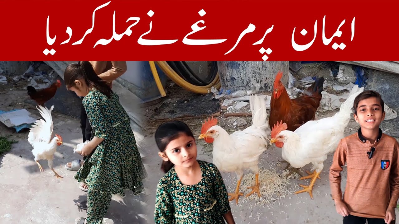 Chicks Attack on Imaan | Chicken Feeding | Pets | Birds - YouTube