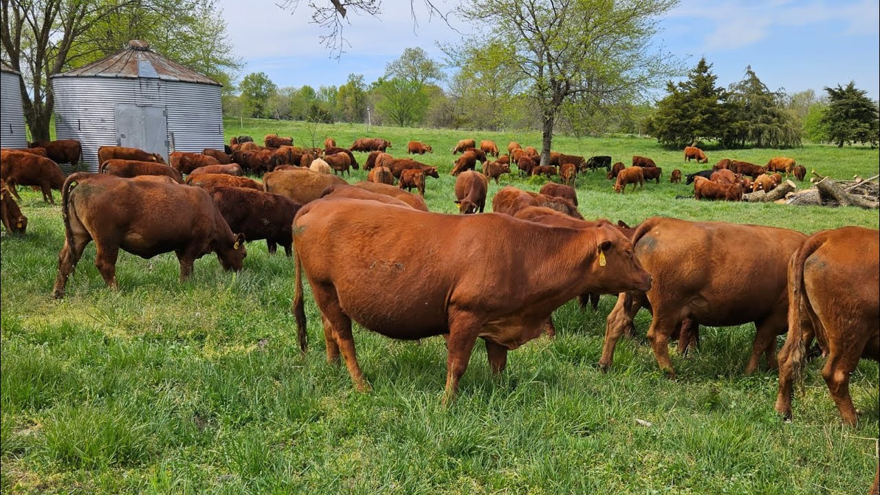 Greg Judys Cow Mob/Grazing School 2023 - YouTube