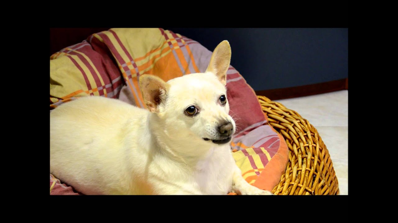 Video divertenti: il cane che sorride :) the dog smiling - YouTube