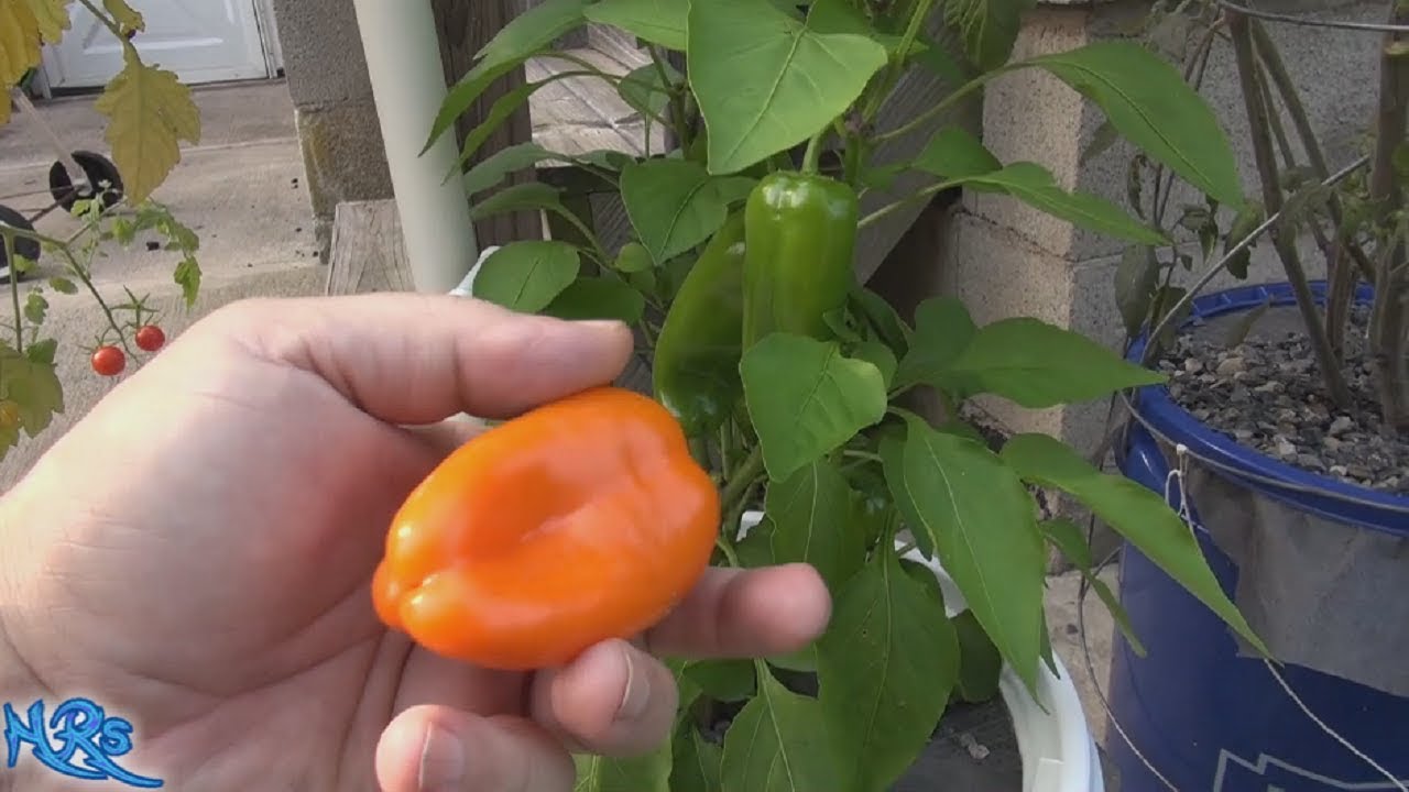 Lunchbox Orange Sweet Snacking Pepper Capsicum Annuum Pod Review lunchbox-orange-sweet-snacking-pepper-capsicum-annuum-pod-review