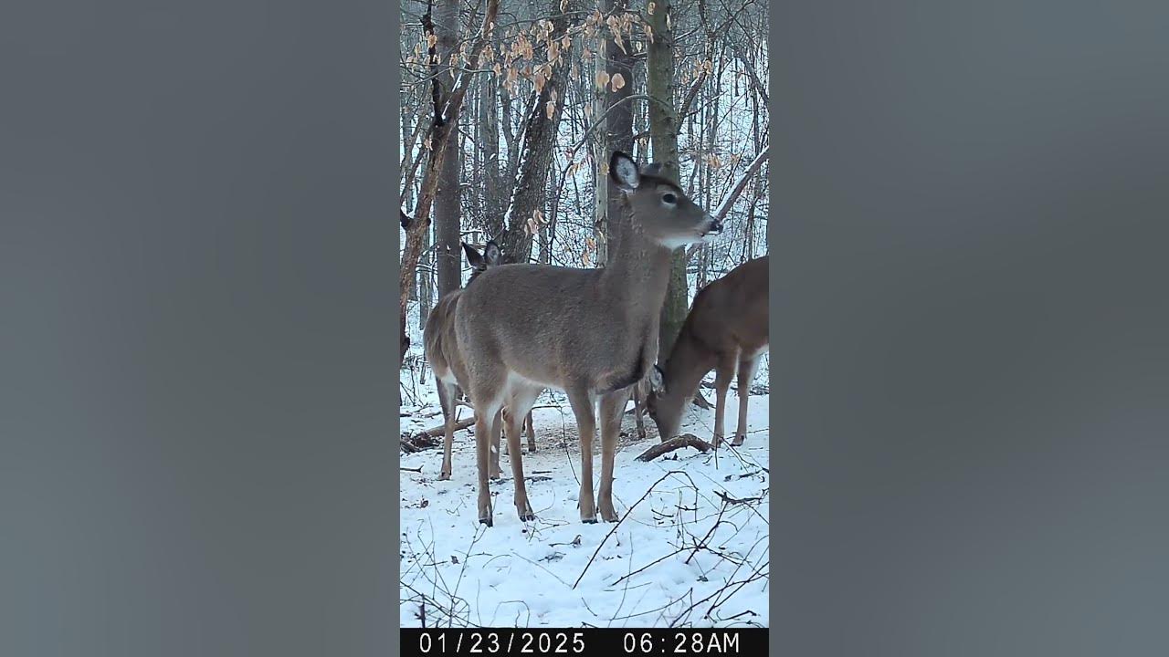 The Realities Of Surviving in The Wild Whitetail Deer Watching Closely ...
