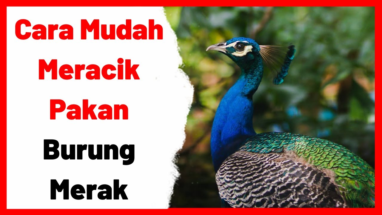 Cara Mudah Meracik Pakan Burung Merak - YouTube