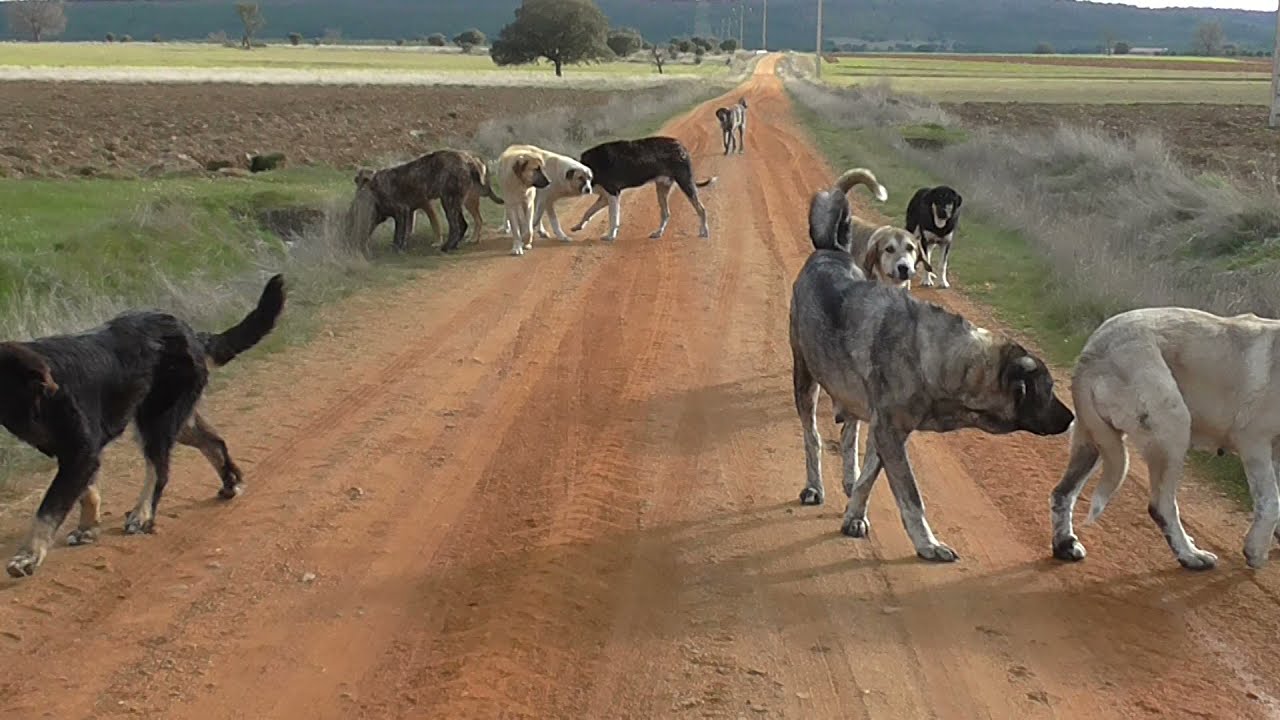 Los mastines en acción - YouTube
