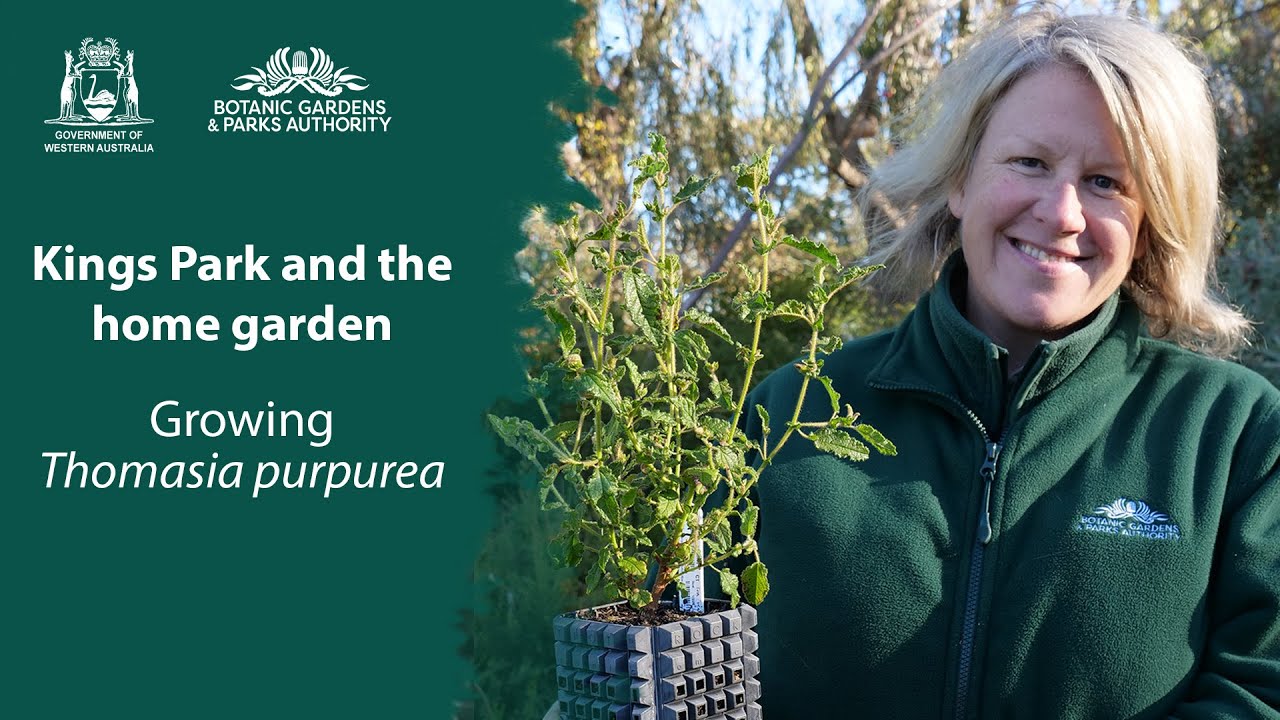 Kings Park in your garden: Growing Thomasia purpurea - YouTube