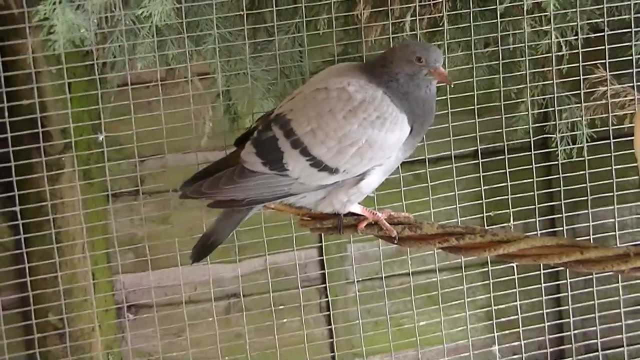 5 weeks old baby pigeons - YouTube