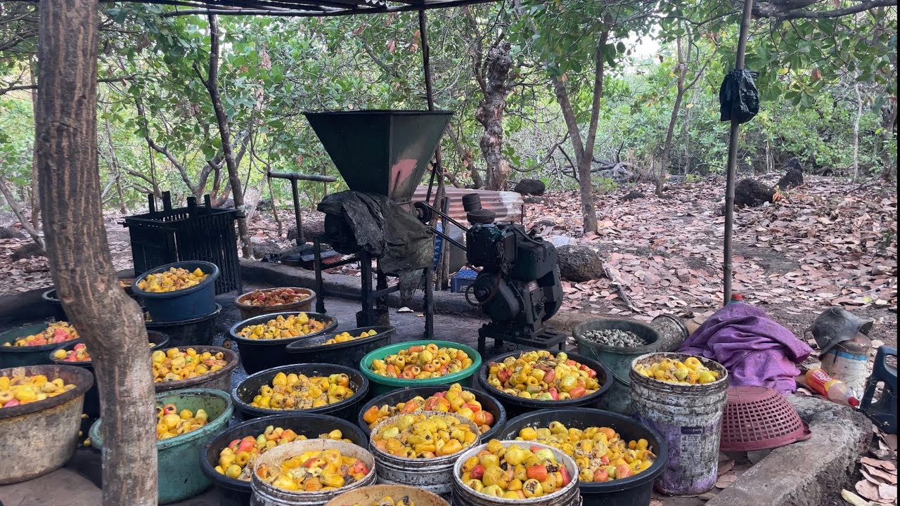 Goa’s famous alcohol|Traditional pure Urrak & Feni business|Paliem Goa ...