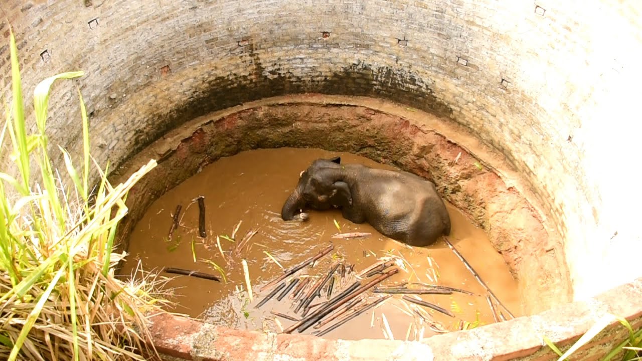 Humanity!Villagers sacrificed their hard earned asset to save life of ...