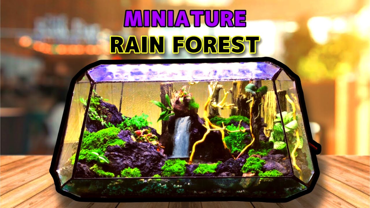 How I Create a tiny jungle ecosystem - Rainforest - YouTube