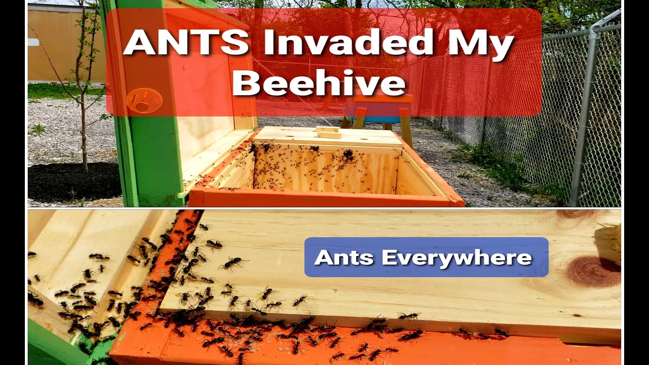 Ants invaded a Beehive, Now What? #honeybbes #beekeeping #antsinbeehive ...