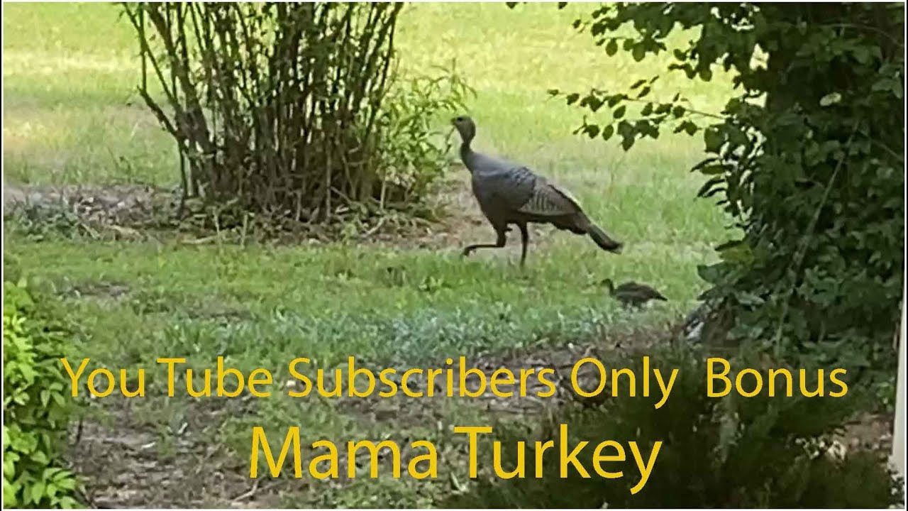 Mama Turkey - YouTube