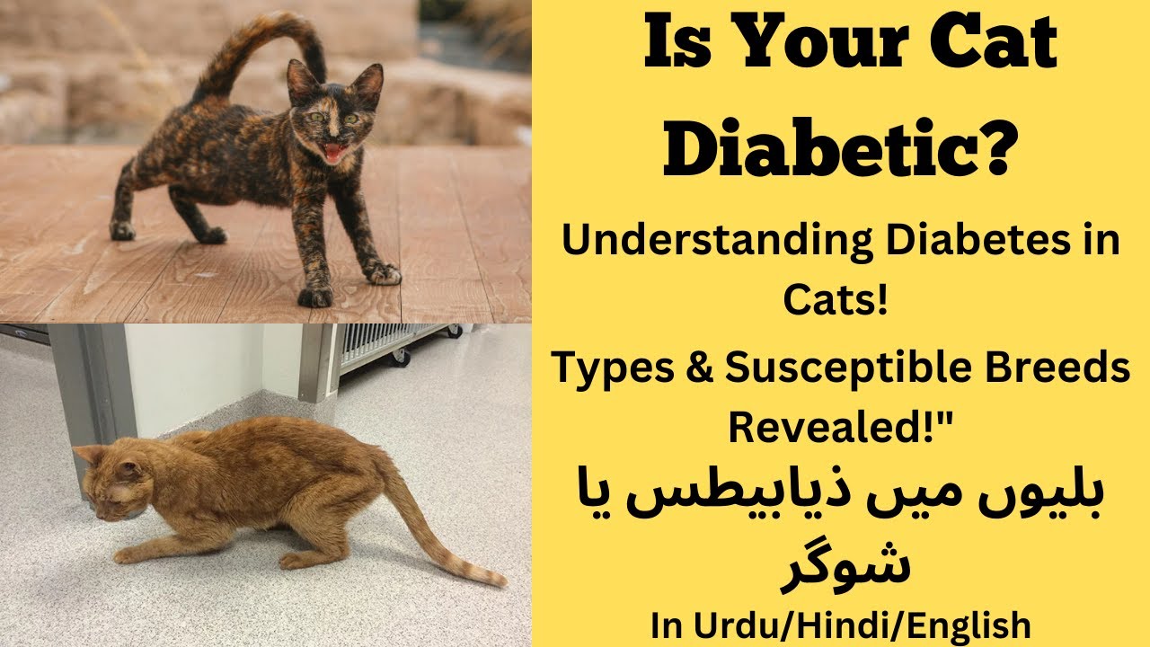 Is My Cat Diabetic | Diabetes In Cats | Cat Diabetes Symptoms | Care ...