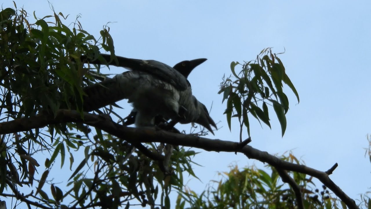 Baby Channel-billed Cuckoo begging for food - YouTube