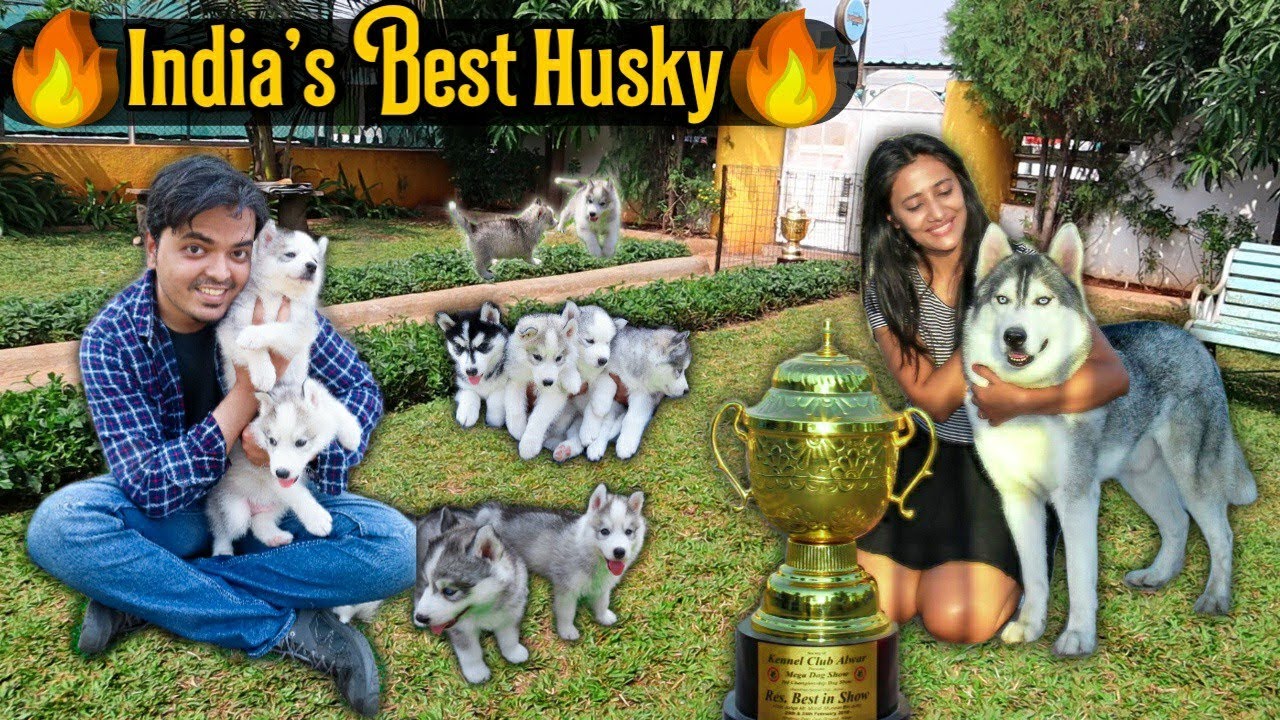 India's Best Siberian Husky At Greenstone Kennel Pune | Import Husky In ...