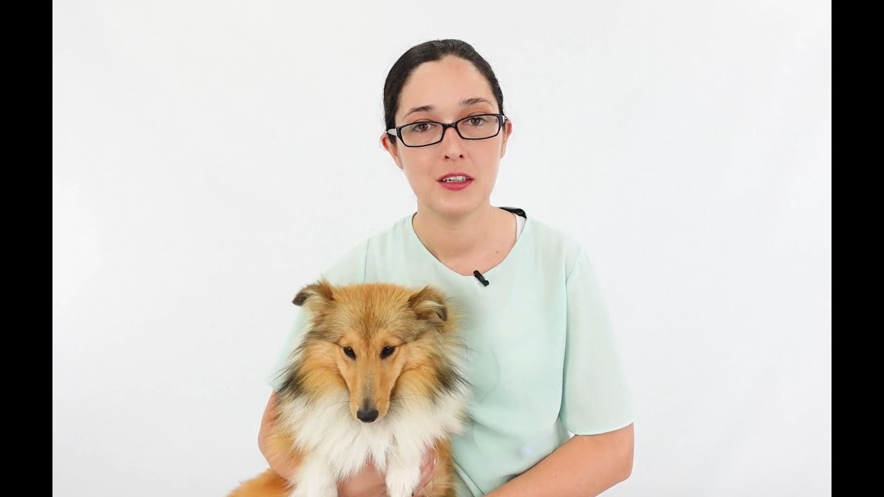 Veterinary Echo for Beginners: Subjective Assessment of the Left Atrium ...