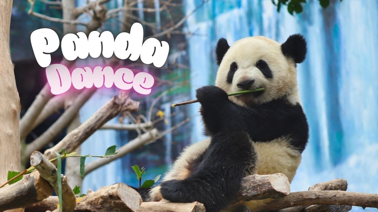 How to Pose for Photos | Learn from Panda | Panda Posing & Dancing Fun ...