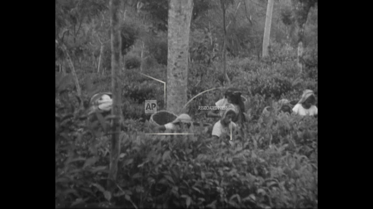 TEA AND RUBBER PLANTATIONS - NO SOUND - YouTube