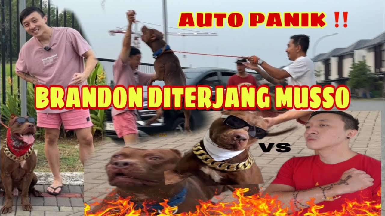 BRANDONKENT PANIK KETEMU MUSSO DAN KING FLOKI ‼️ LANGSUNG DITERJANG ...