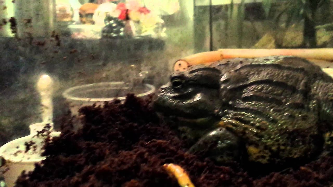 Chud eats a worm - YouTube