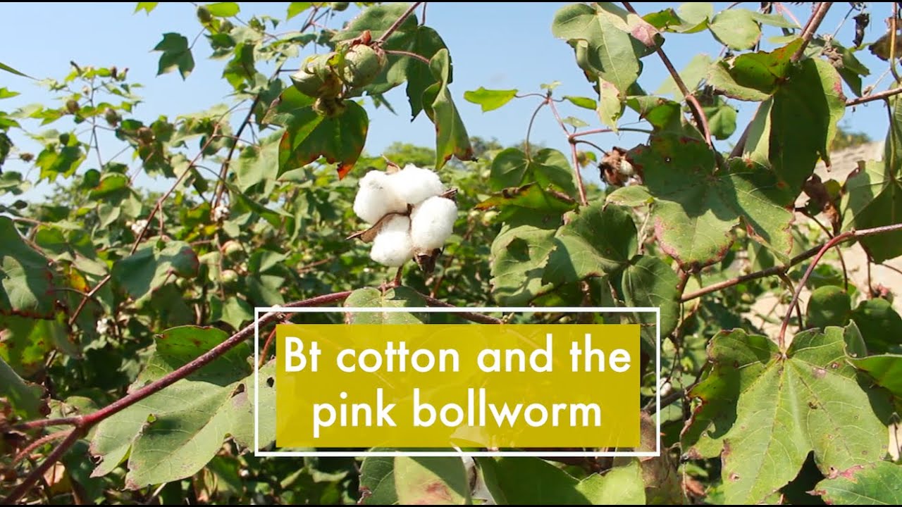 Bt cotton and pink bollworm - YouTube