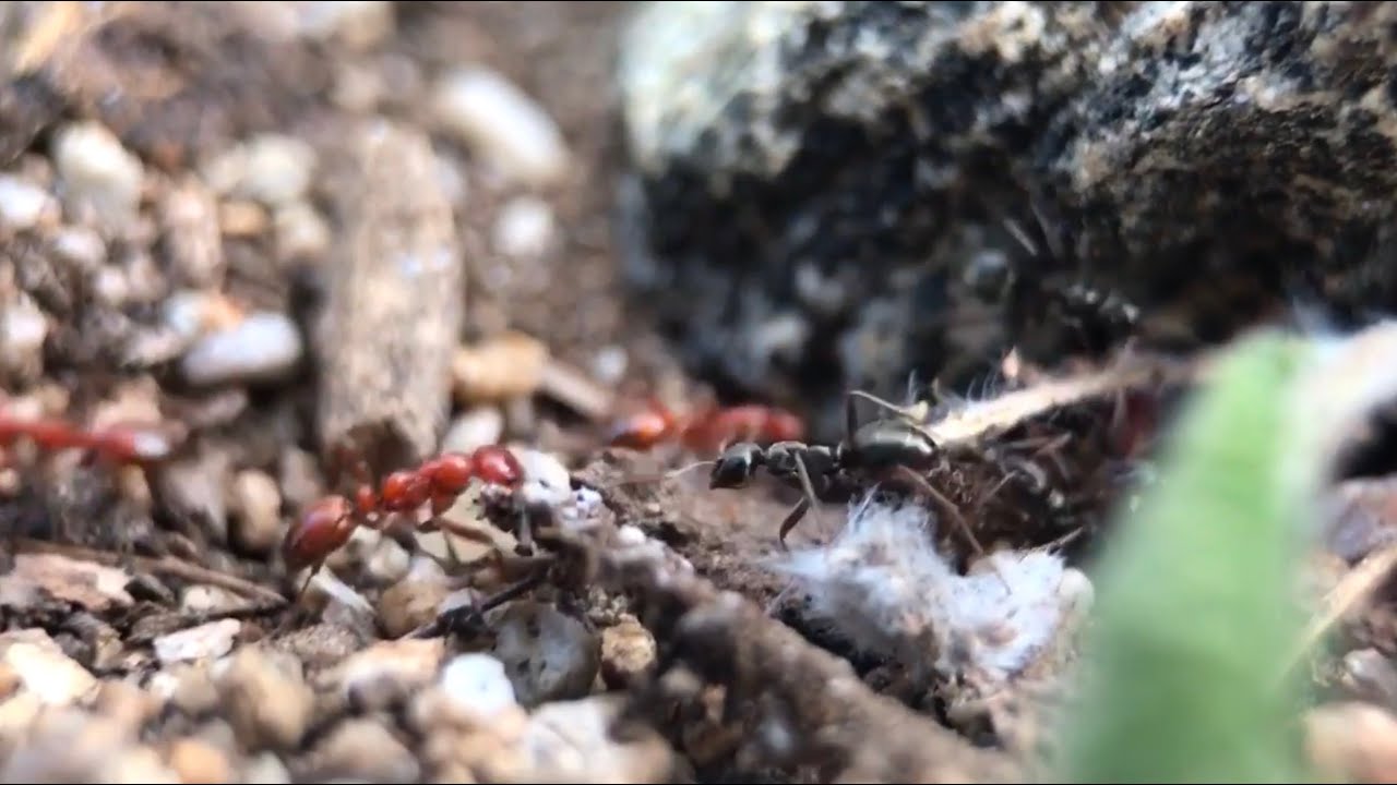 Polyergus raid Formica (August 2015) - YouTube