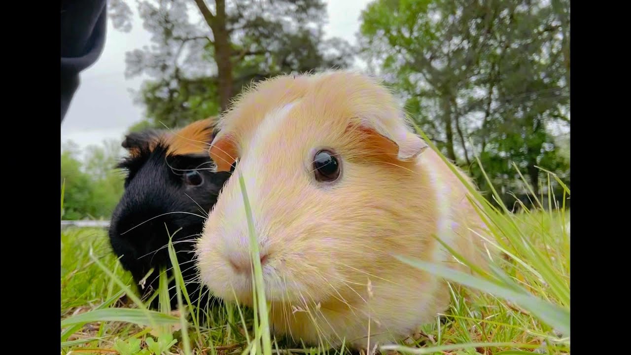 Alered Adventures - Guinea Pig fun - YouTube