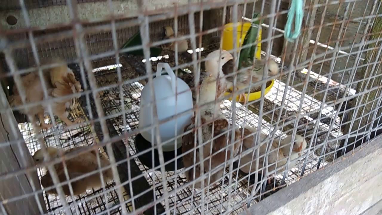 Ayam kampung & ayam piru makan daun pisang - YouTube