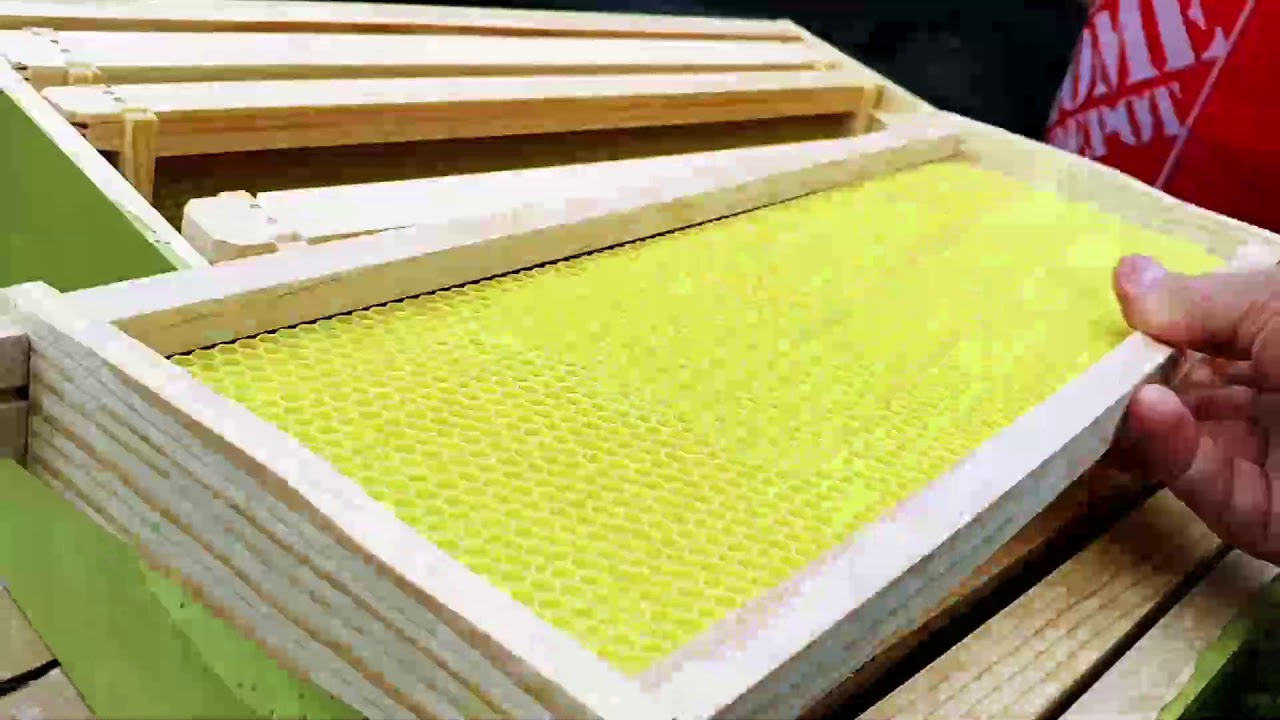 Getting Bees To Draw Comb On Waxed Plastic Foundation - YouTube