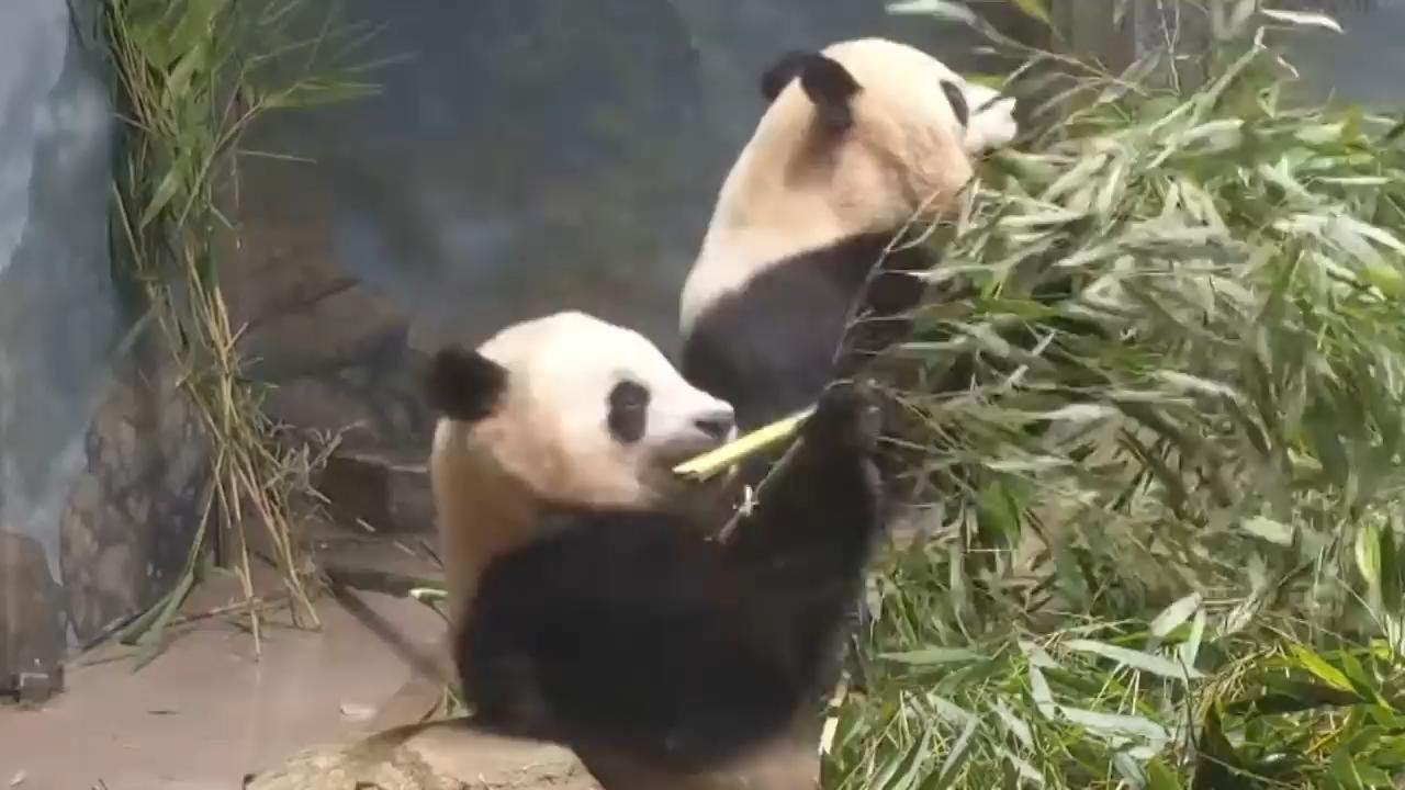 DC pandas caught in political net - YouTube