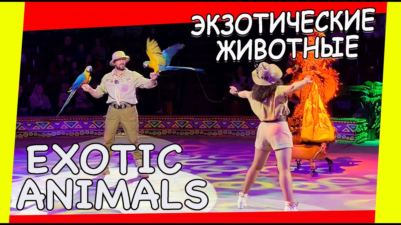 Circus. Performance. Exotic animals act | Дрессура экзотических ...
