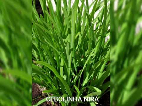 TIPOS DE CEBOLINHA - YouTube
