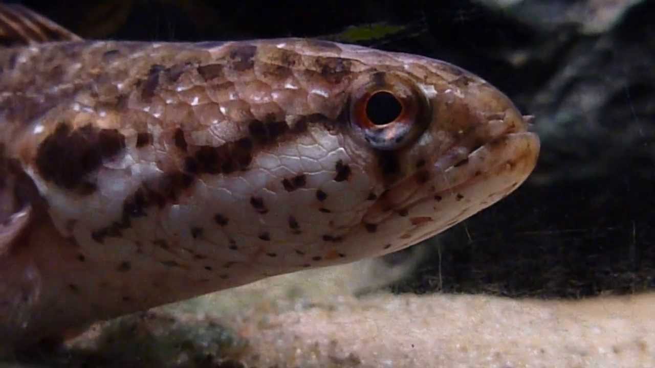 Channa bankanensis close up HD - YouTube