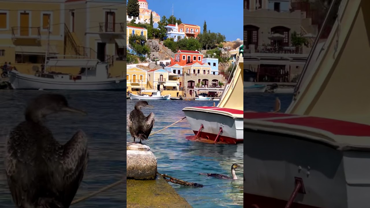 Κορμορανοι στη Συμη 💙 Wildlife on Symi island - YouTube