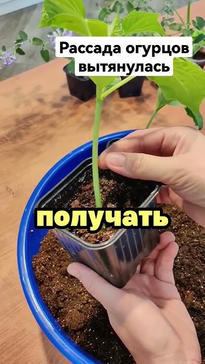 Главный секрет как вырастить здоровую рассаду дача огород овощи сад