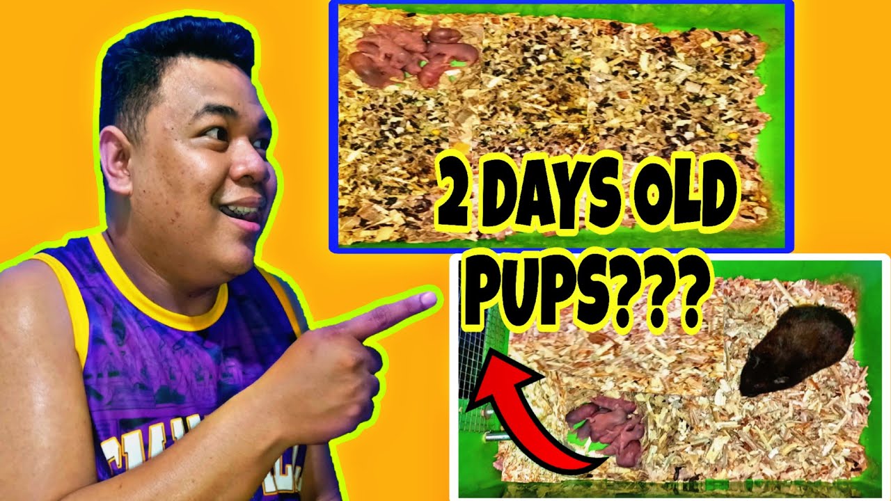 PAANO MAG-PALIT NG KUSOT KAHIT MAY BABY HAMSTER? - YouTube