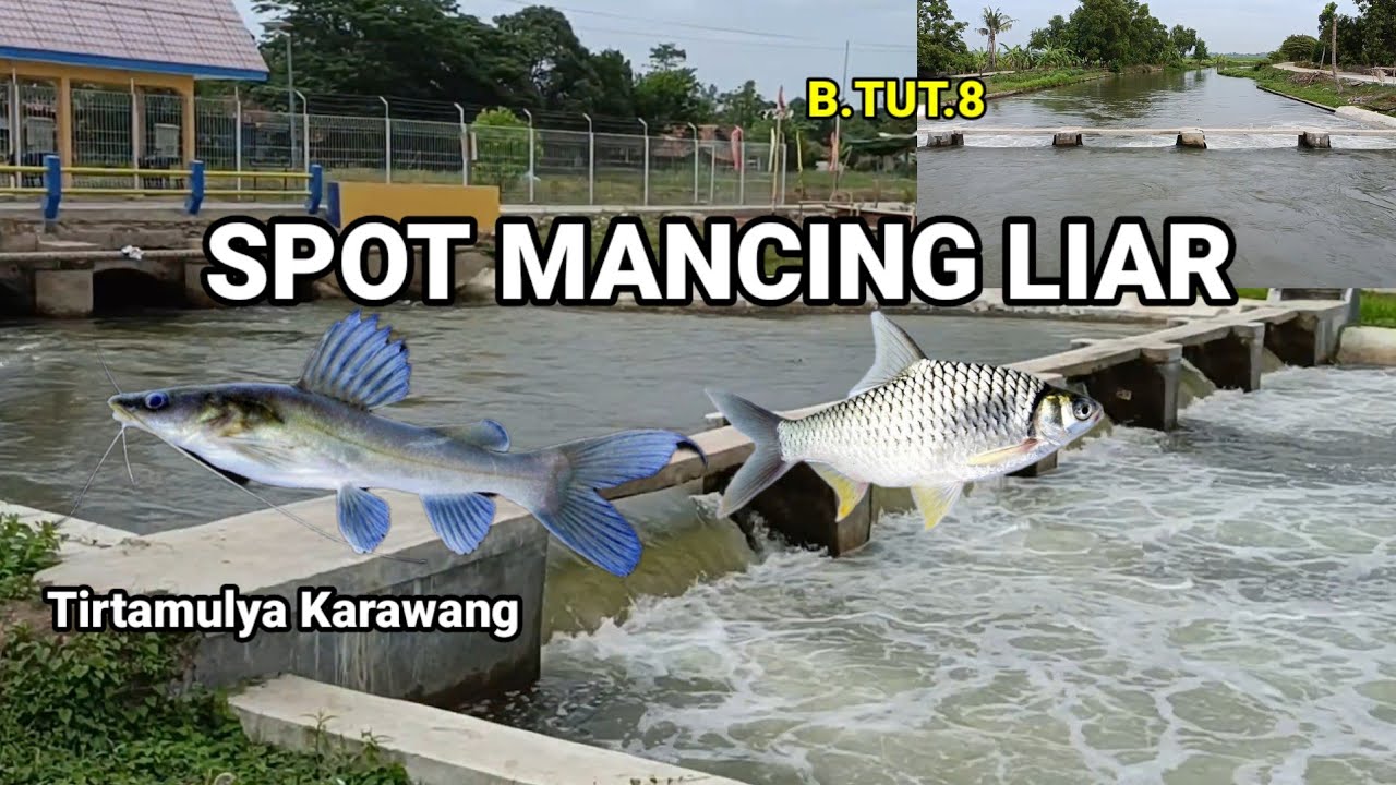 SPOT MANCING LIAR UNTUK IKAN BAUNG DAN TAWES - YouTube