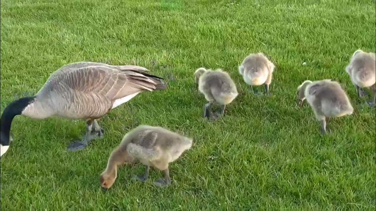 Canada Geese Grown Up Goslings Babies Eating Grass - YouTube