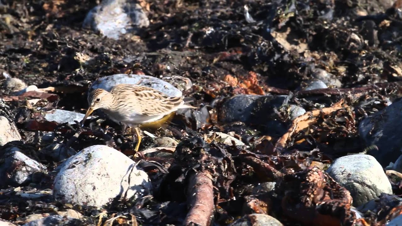 Pectoral Sandpiper, Cloonagh Beach, Sligo Ireland 9th September 2013 ...
