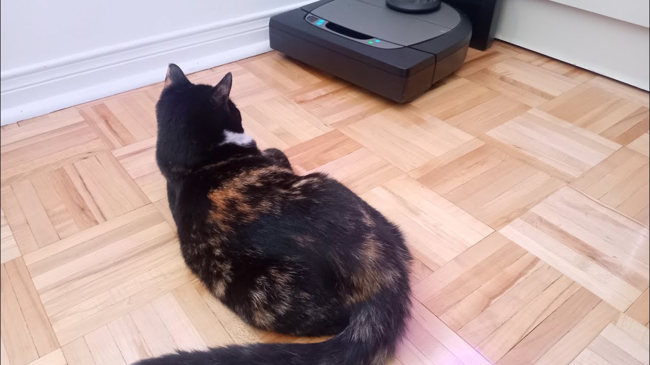 Cats vs. Robo Vacuum - YouTube