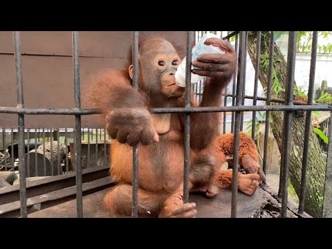 Baby orangutan crying for milk - YouTube