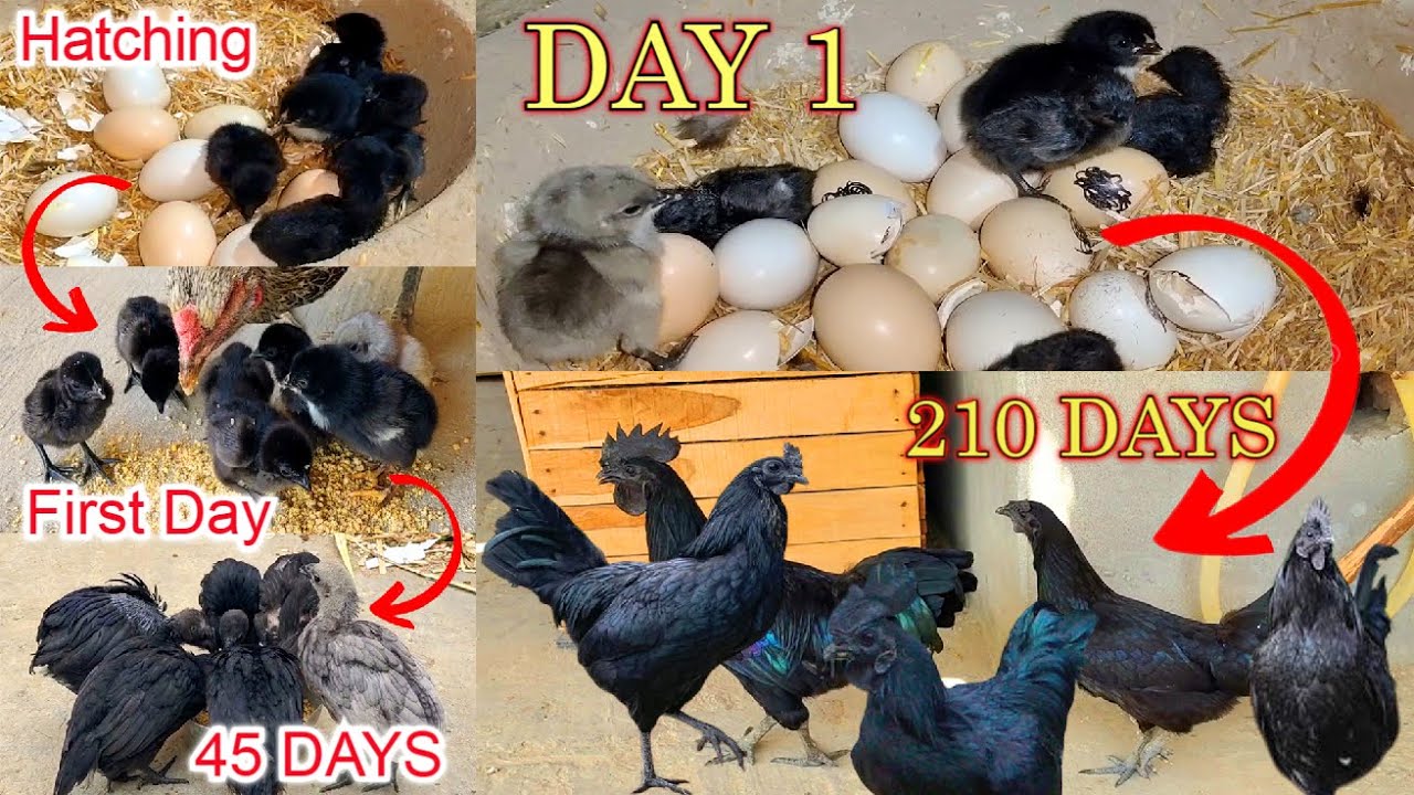 Chicks Growth || Day 1 to 210 Days 30 Weeks Development Of Black ...