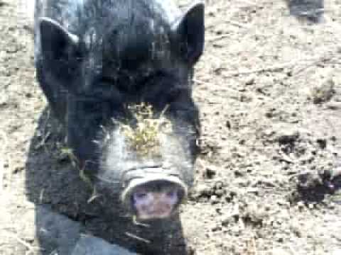 World Record !! Grunting pigs !!! Grunzende Schweine !!!! - YouTube