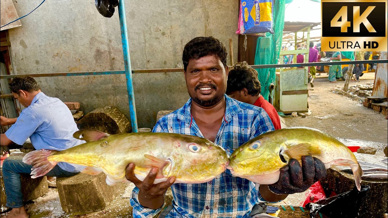Mutta Pilasi fish cutting video/fishcuttingrs#kasimedu #fish # ...