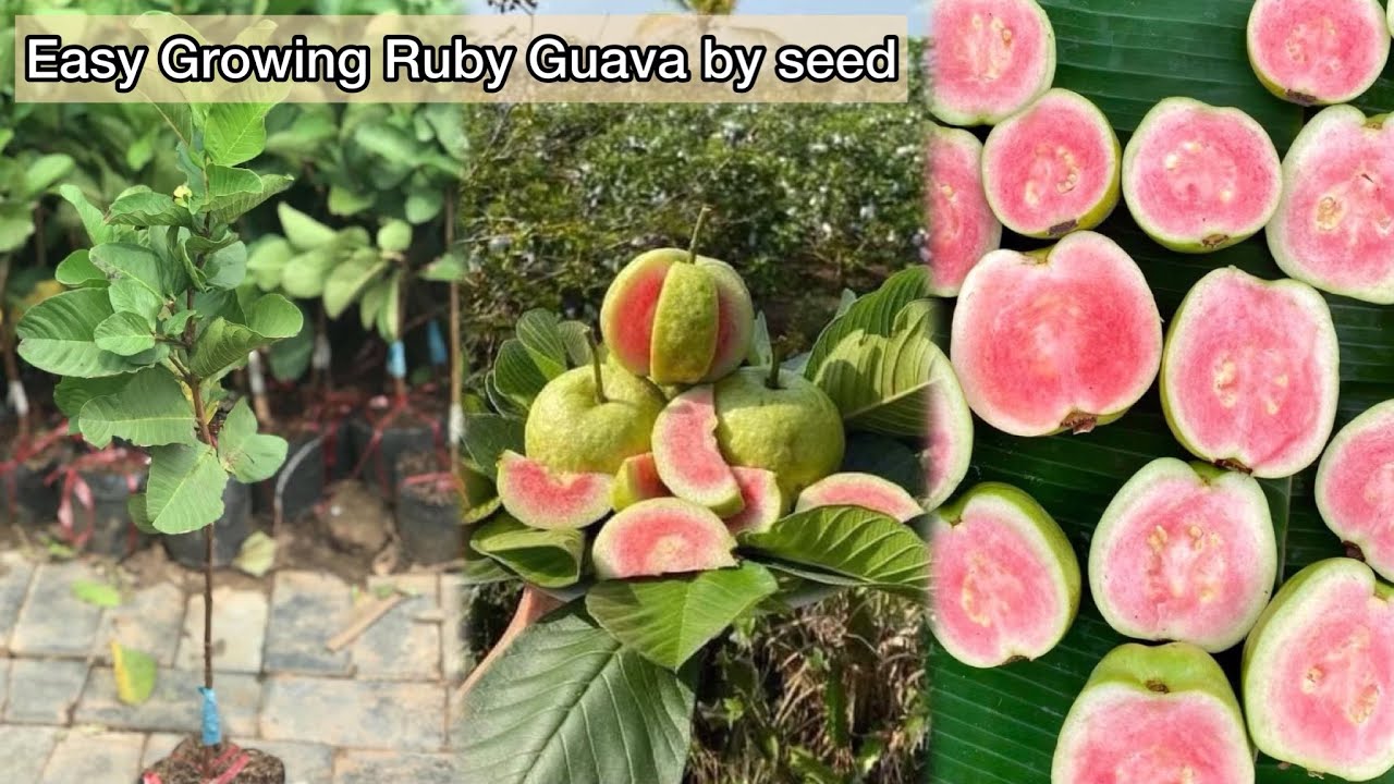 Easy Way Growing seedless Ruby Guava at Home | Fast Growing 1 Year ...