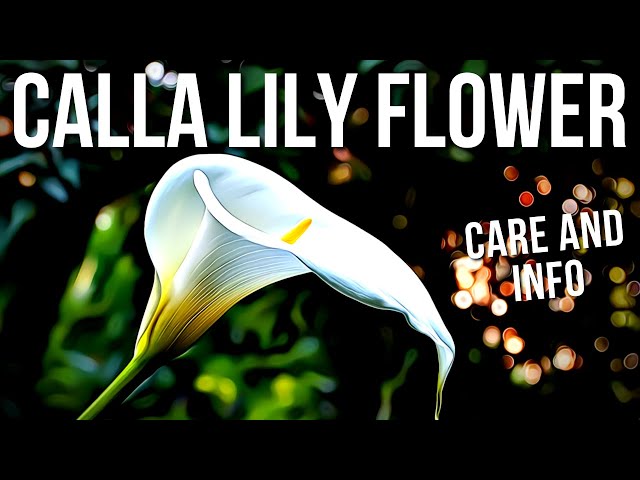Flower Calla Lily Meaning
