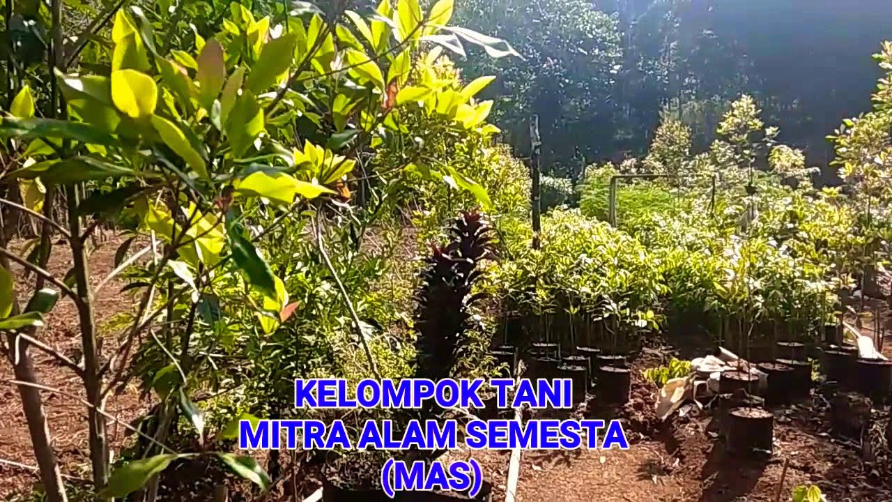 MITRA ALAM SEMESTA - JUAL BIBIT TANAMAN PERKEBUNAN - YouTube