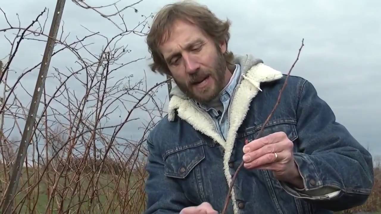 How Do I Prune Raspberries? - YouTube