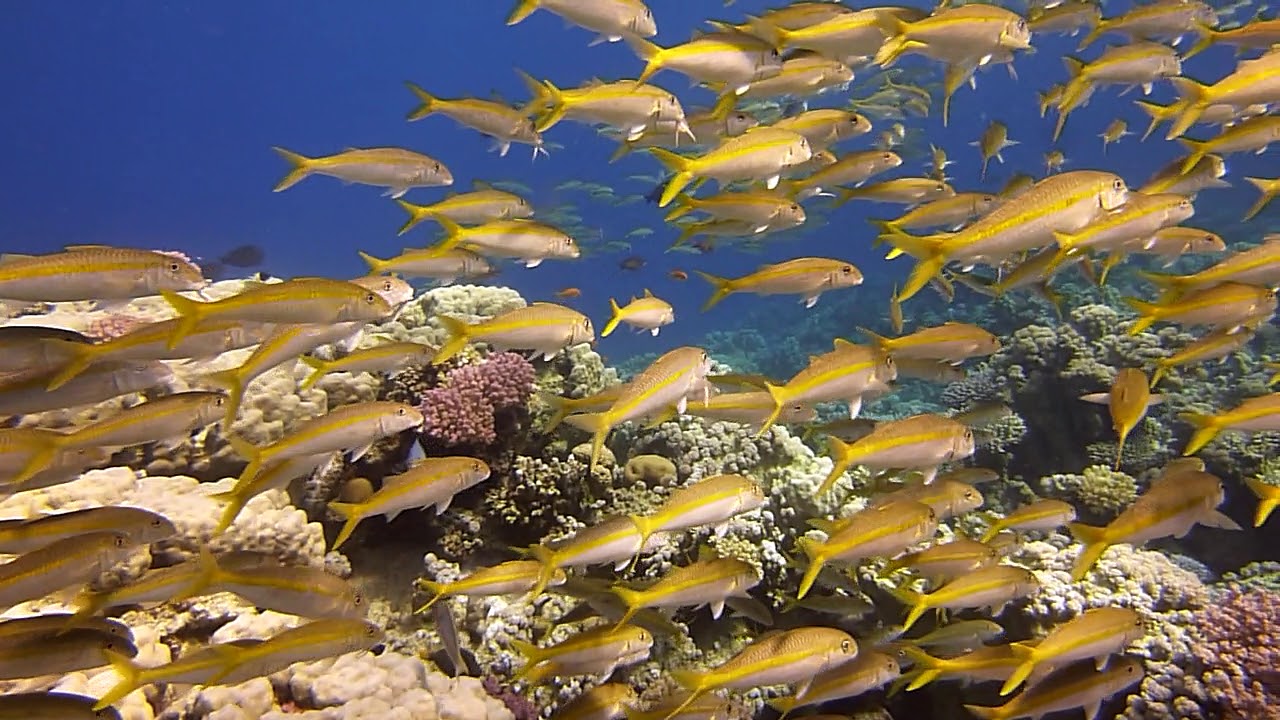 Scuba Diving Somabay yellow Goat Fish with Tarek Support Tourism Red ...