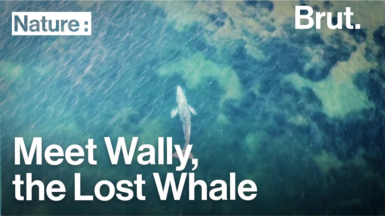 The Lost Whale of the Mediterranean sea - YouTube