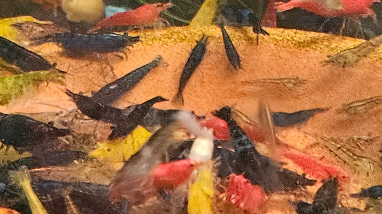 Get Rid of Planaria- No-Planaria use. straight to the point! - YouTube