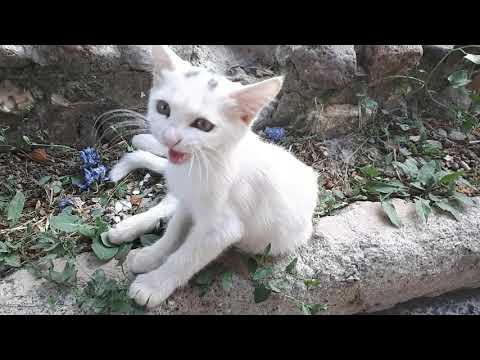 Sakat Yavru Kedi Ağlıyor #kitten #cat